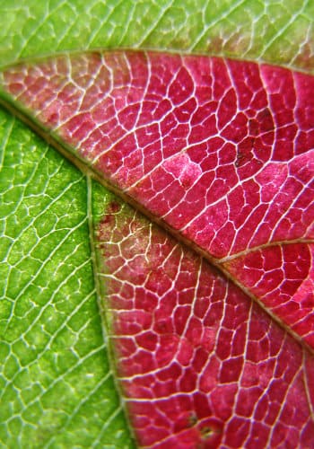 Unsere Vision und Mission